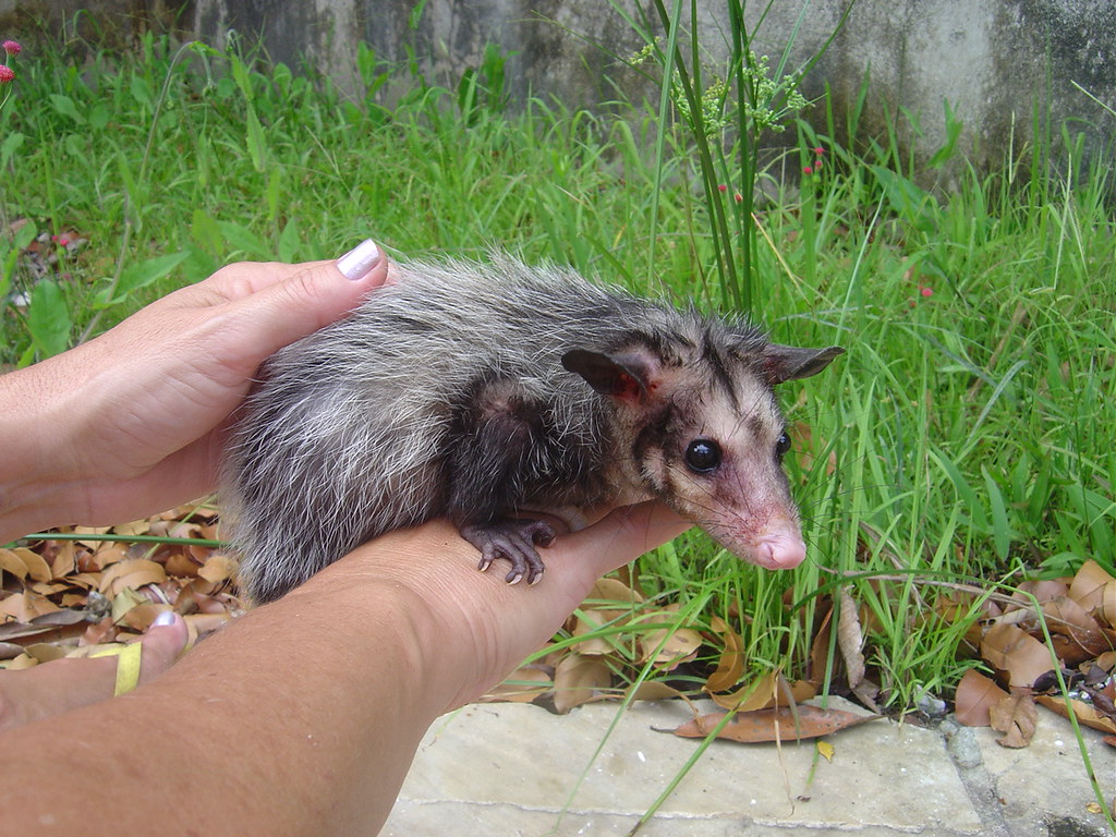 SABER CERRADO - PREALG/BPMA/PMDF - Arte Educação Ambiental e Segurança ...