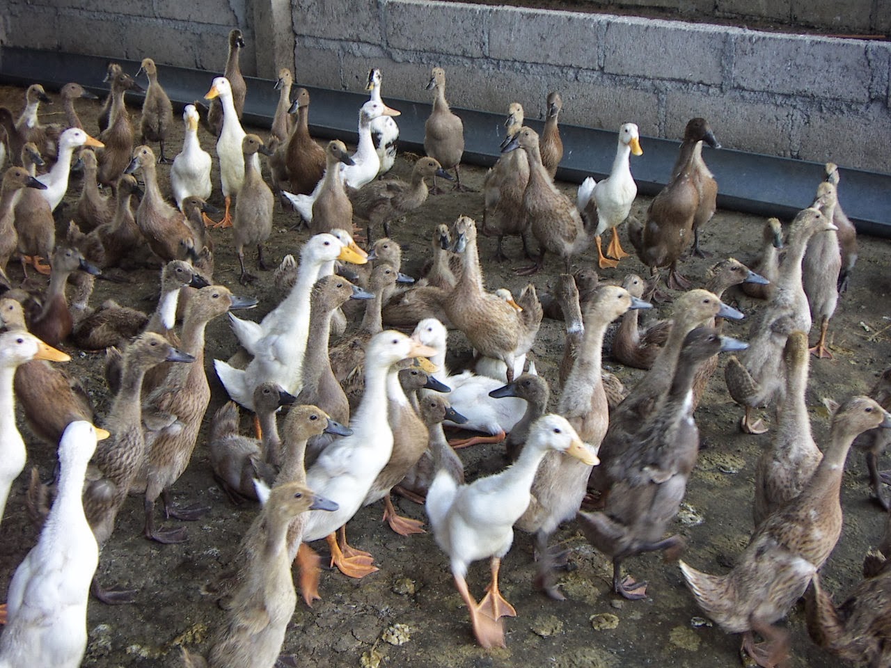 Go-Livestock: Mengenal Cara Beternak Itik
