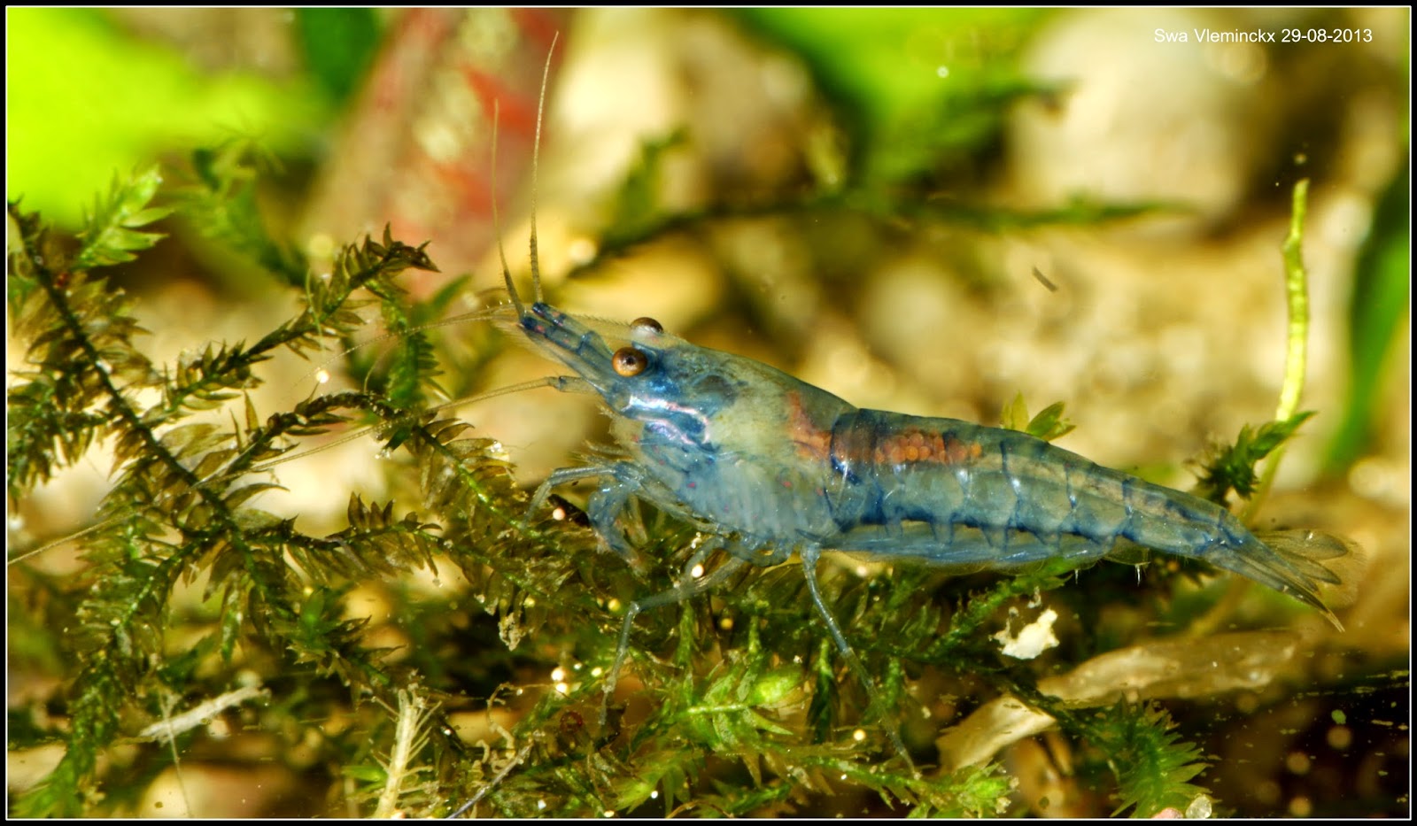Studio Kwaak: CARIDINA SP. BLUE