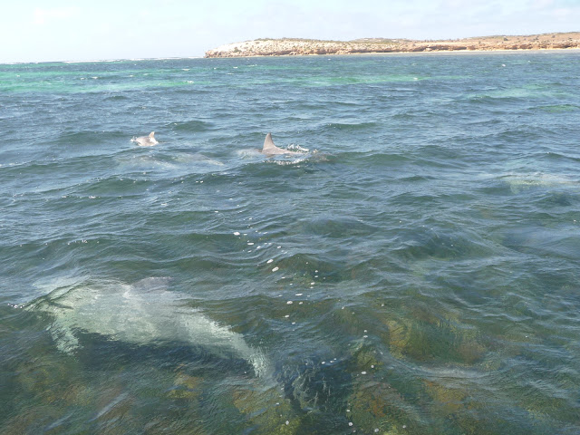 Australian Adventures: Swim with Sea Lions and Dolphins at Baird Bay, SA