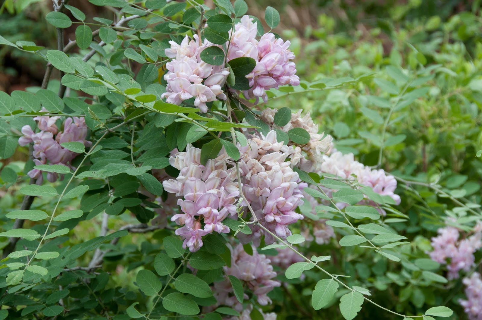 A Blog of Scenic Nature - Beautiful Creations of God : VIBGYOR series ...