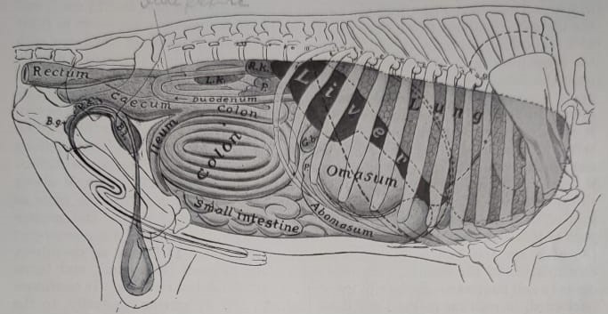 What is Digestive System ? | Splanchnology | Anjani Mishra