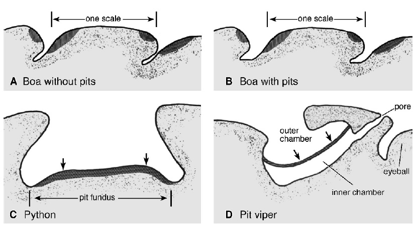 Life is short, but snakes are long: Snakes that can see without eyes