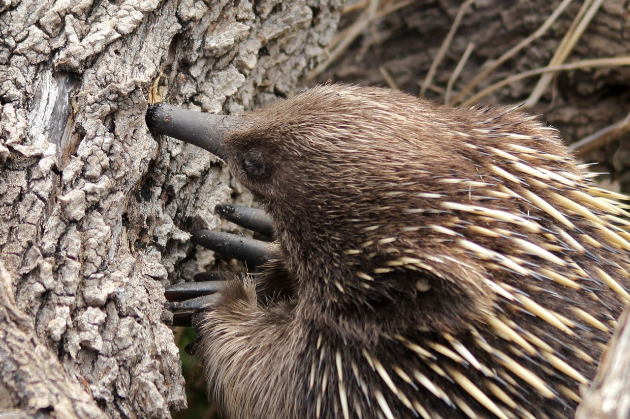 Tachyglossus aculeatus - Bio 113 Portfolio