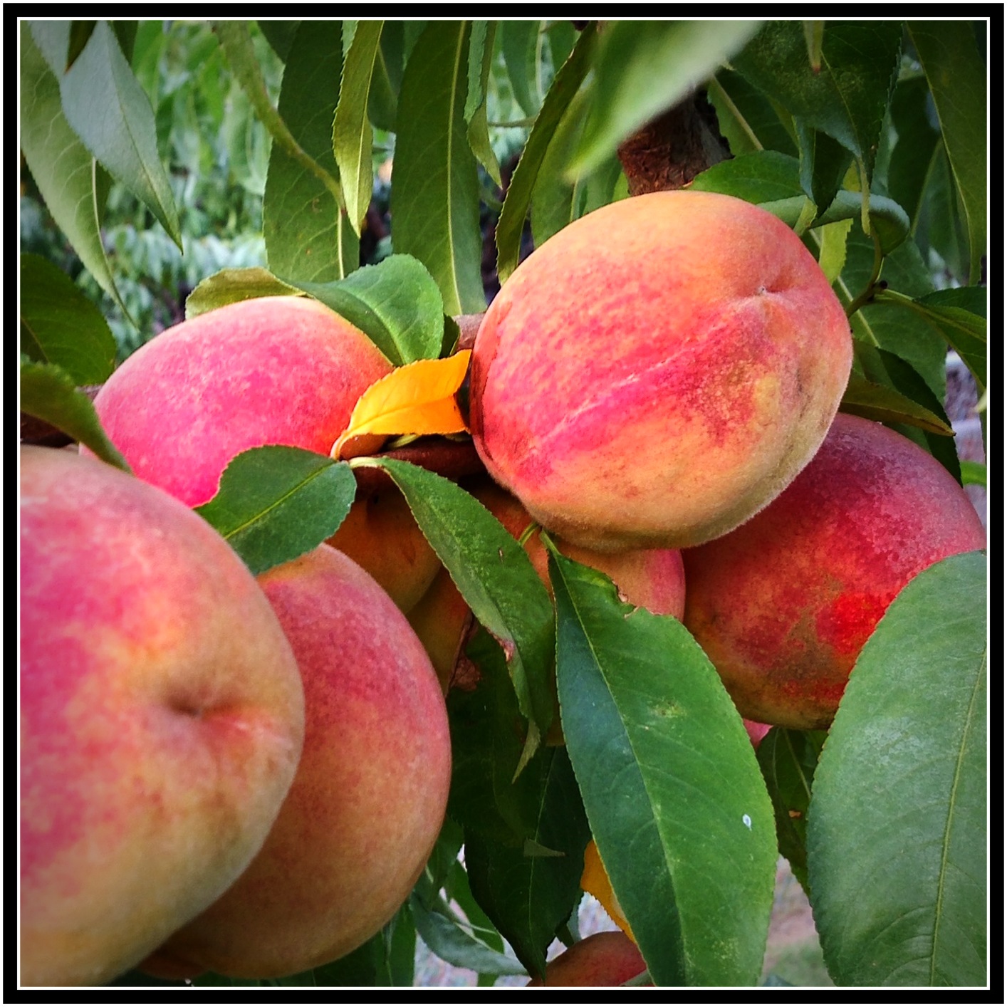 Scott Collins iPhoneography: Pretty peaches