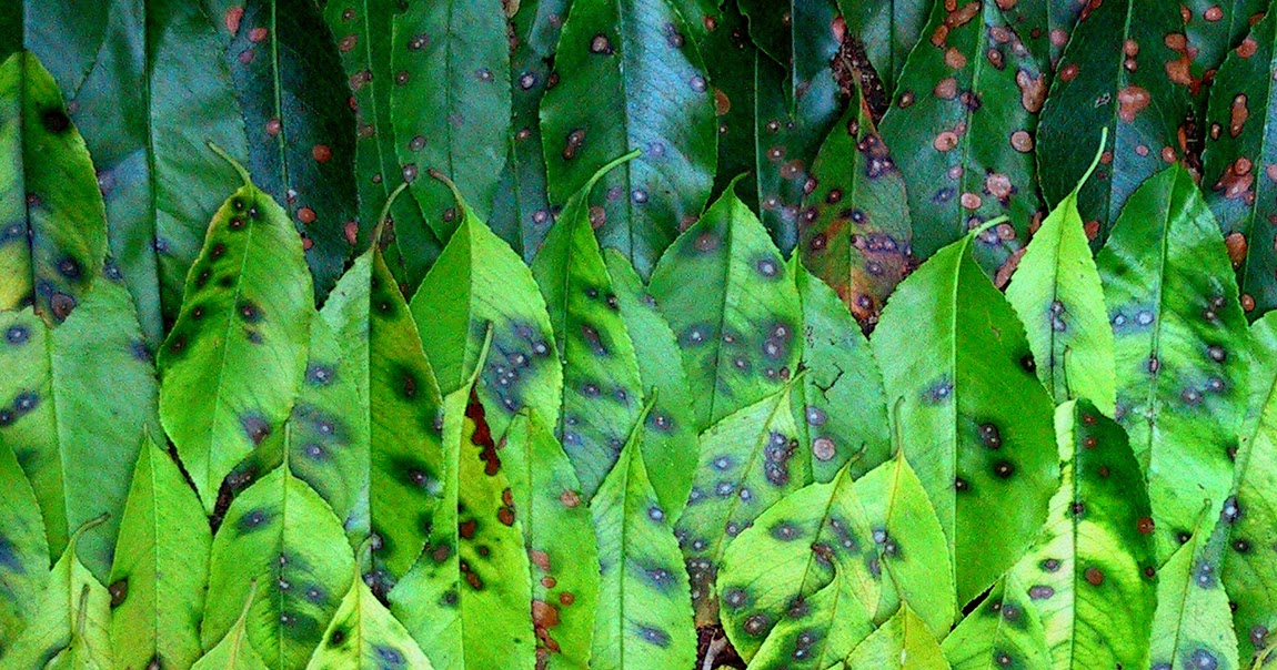 Piet Schellekens: 433. Amerikaanse vogelkers (Prunus serotina)