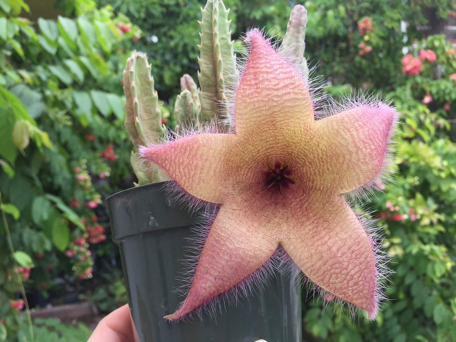The Stunning Stapelia Succulent Flower