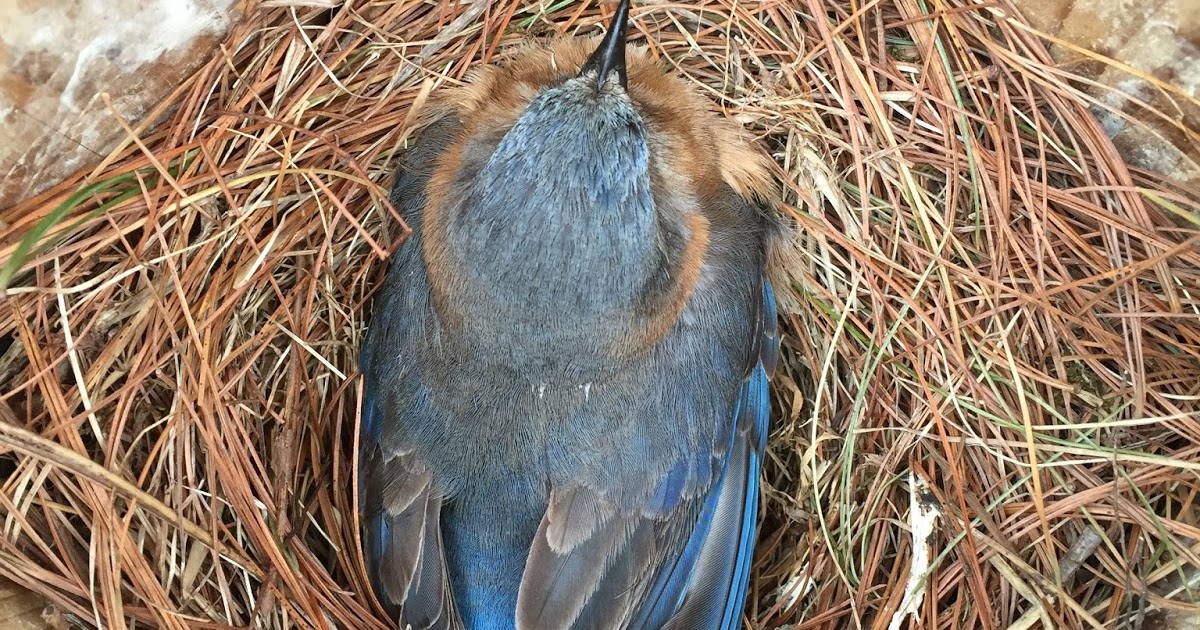 Paper Vernissage: Sad Bluebird News