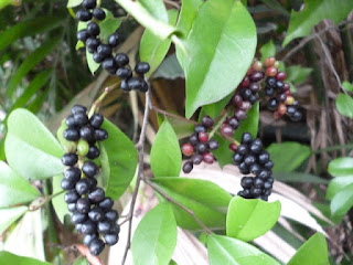 Wild Cherry or Ceylon Bignay- Ambilla | SL Flora