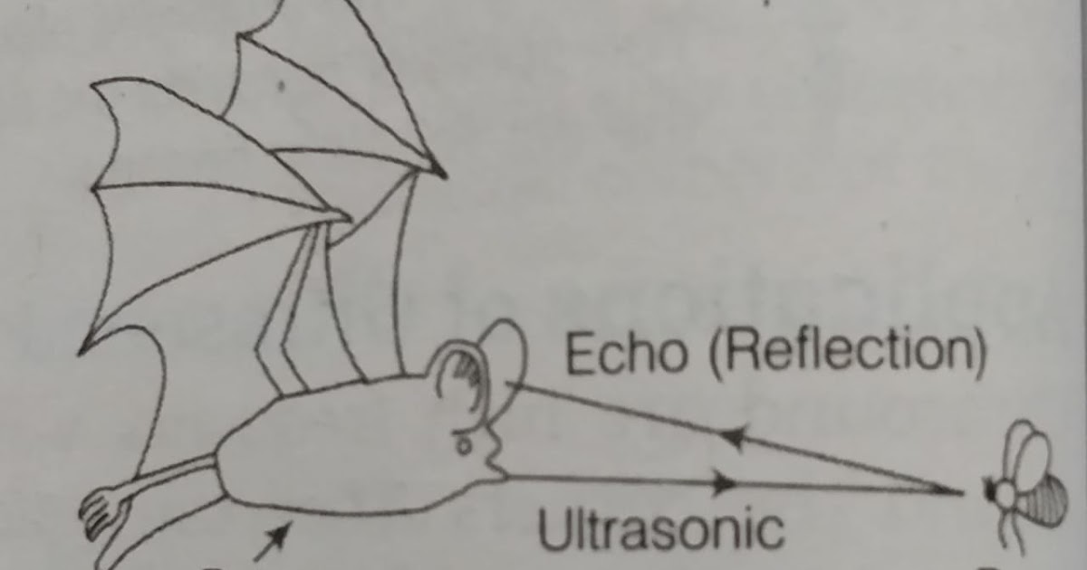 Sonar And Communication Of Bats
