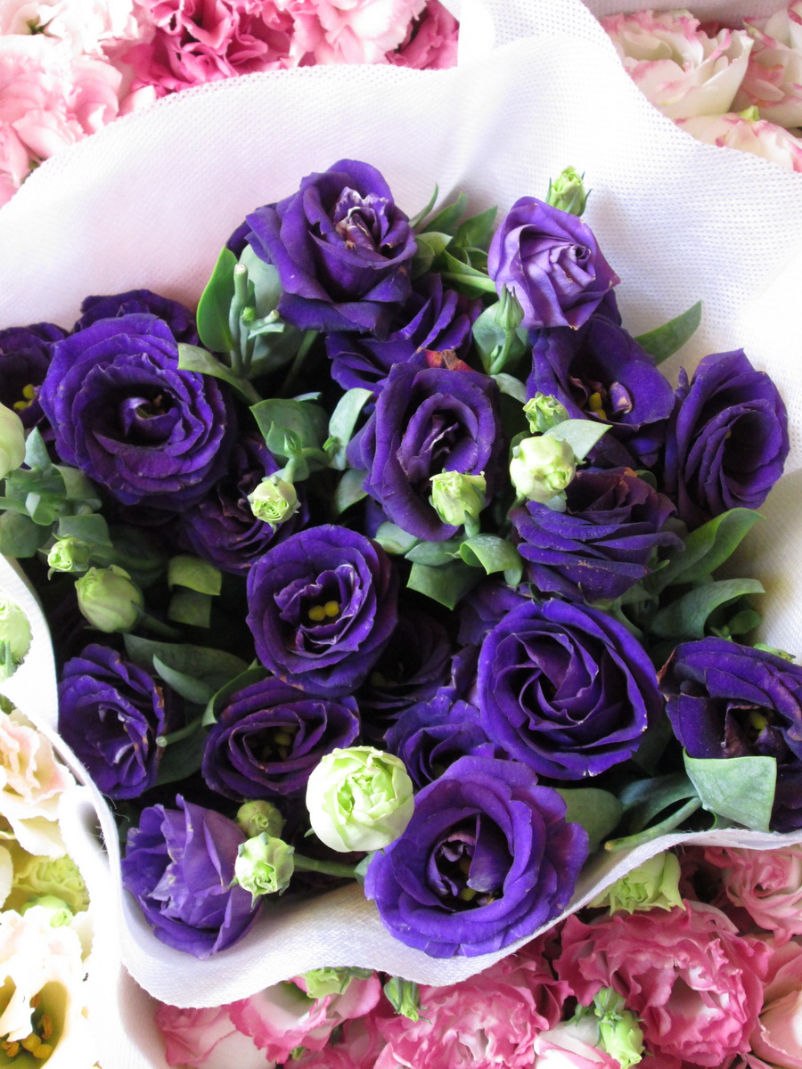 My Purple Nook: Dangwa Flower Market: Oasis of colorful blooms