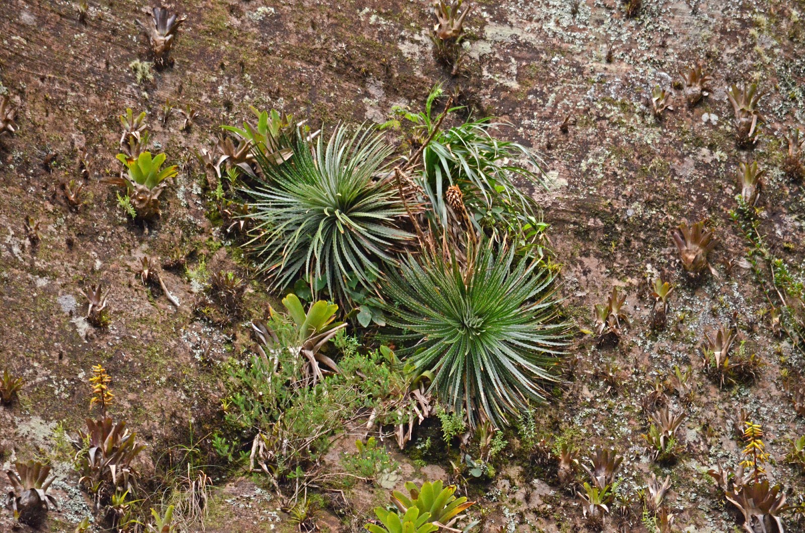 Expedições Fitogeográficas - Brasil e América do Sul: SERRA DO CORVO ...