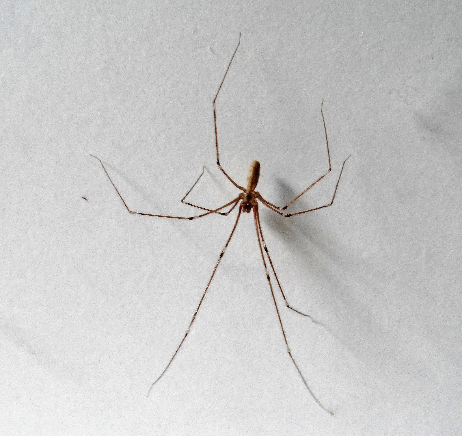 oog voor de natuur: Grote trilspin (Pholcus phalangioides). Ook wel ...