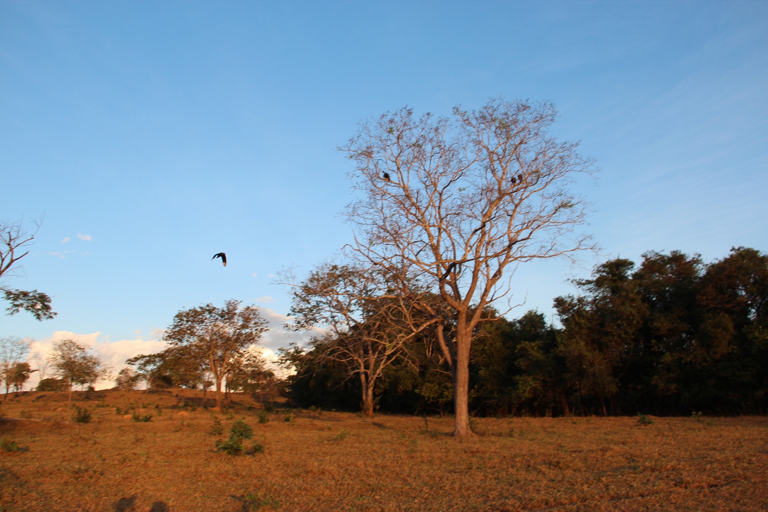 Caliandra do Cerrado: Paisagens do inverno no Cerrado