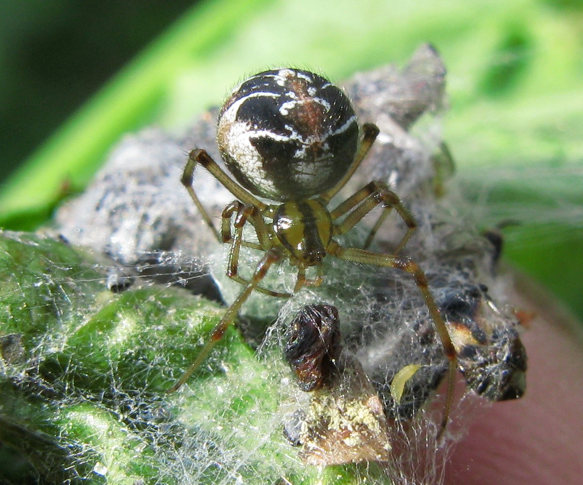 Variety of Life: Theridion