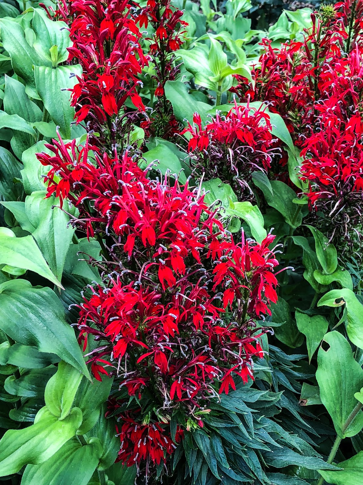 Walking Arizona: Cardinal Flower