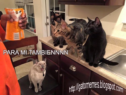 Imágenes Y Memes De Gatos: marzo 2015
