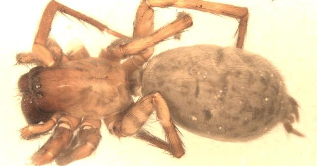 Variety of Life: Amaurobiidae