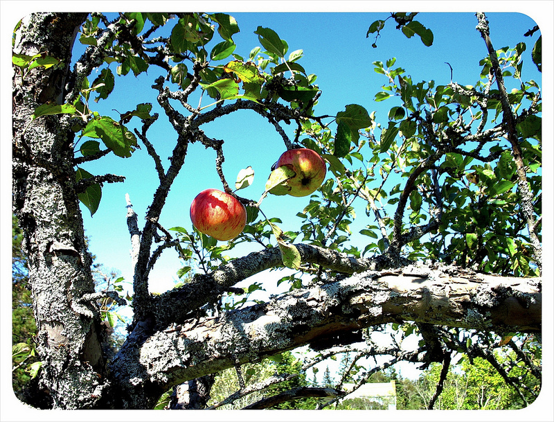 Tiny Banquet Committee: Another music in a different kitchen