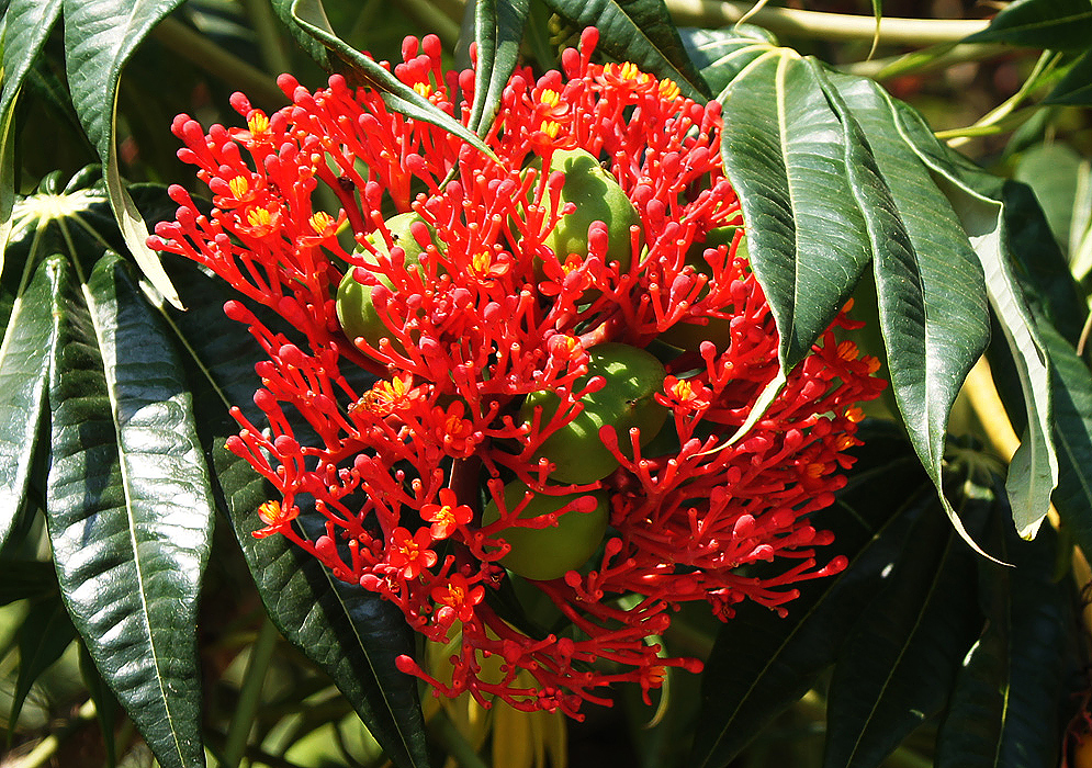 Jatropha multifida | Flore de l’île de la Réunion