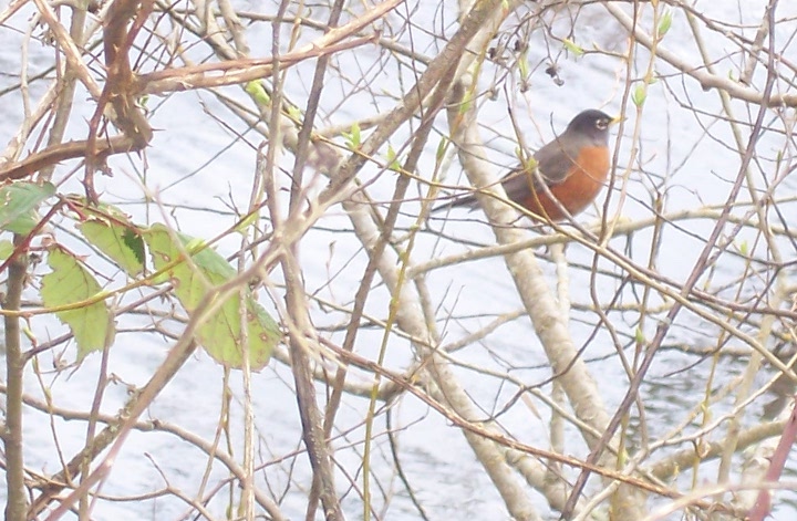 Homeschool Distractions: Nisqually Wildlife Refuge - April