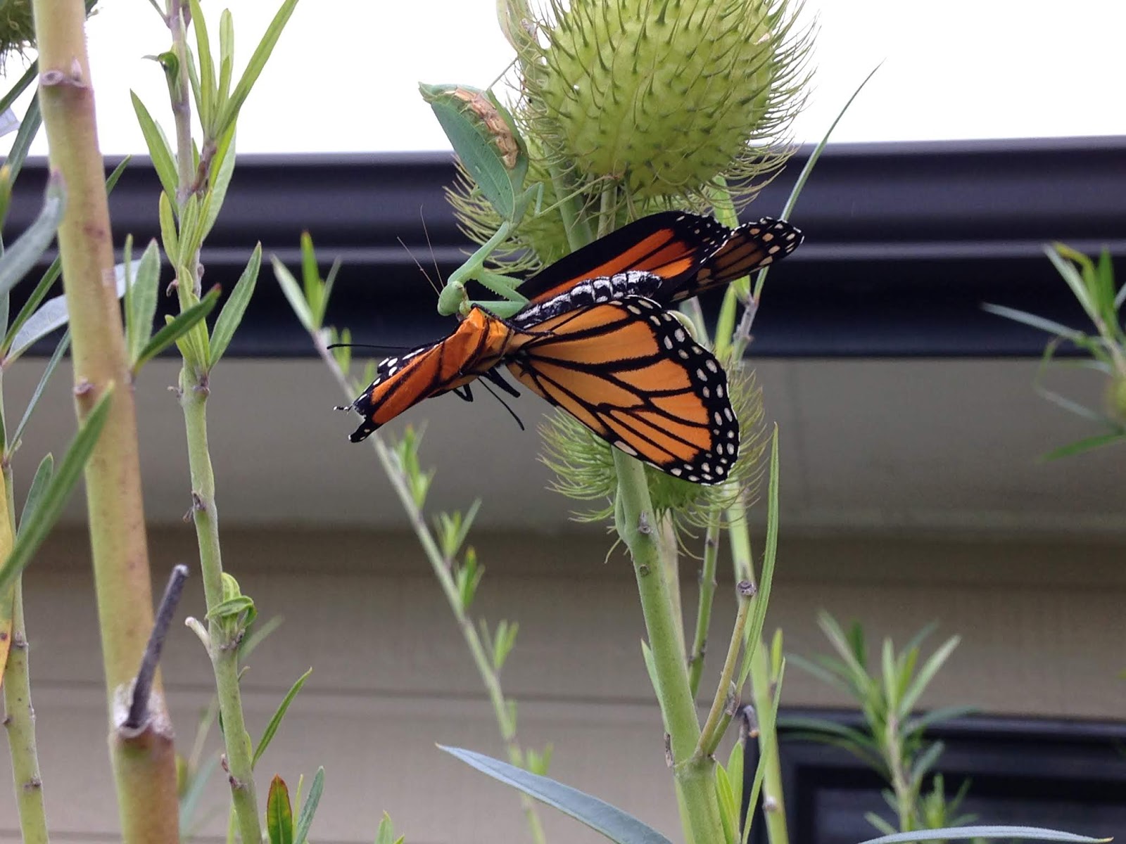 Mangaiti Gully Restoration Group: Monarch being eaten by Praying Mantis