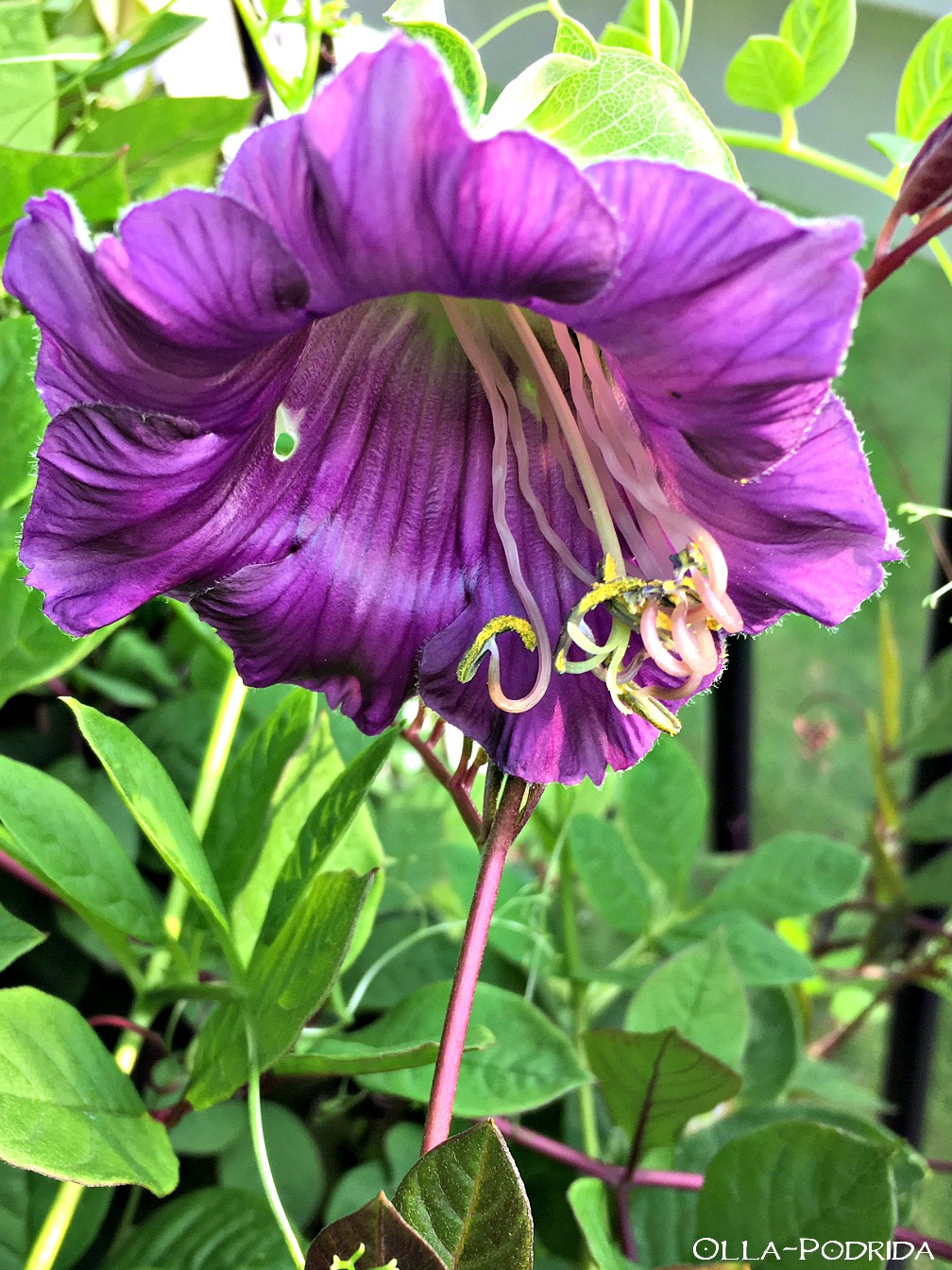 Olla-Podrida: Deck Garden September Wrap-Up