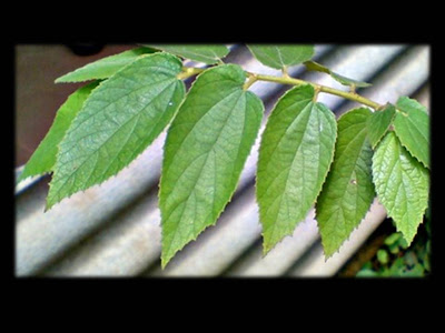 KLASIFIKASI TUMBUHAN BERBIJI: Kersen (Muntingia calabura)