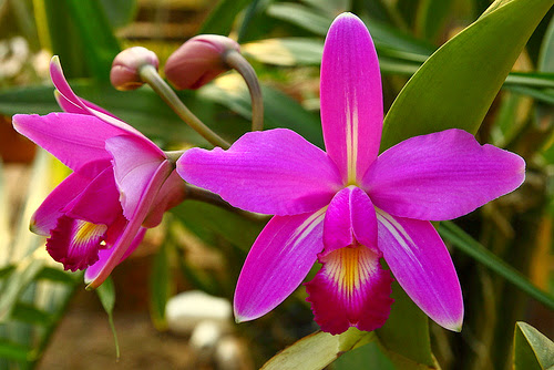 CATTLEYAS- As orquideas de flores encantadoras