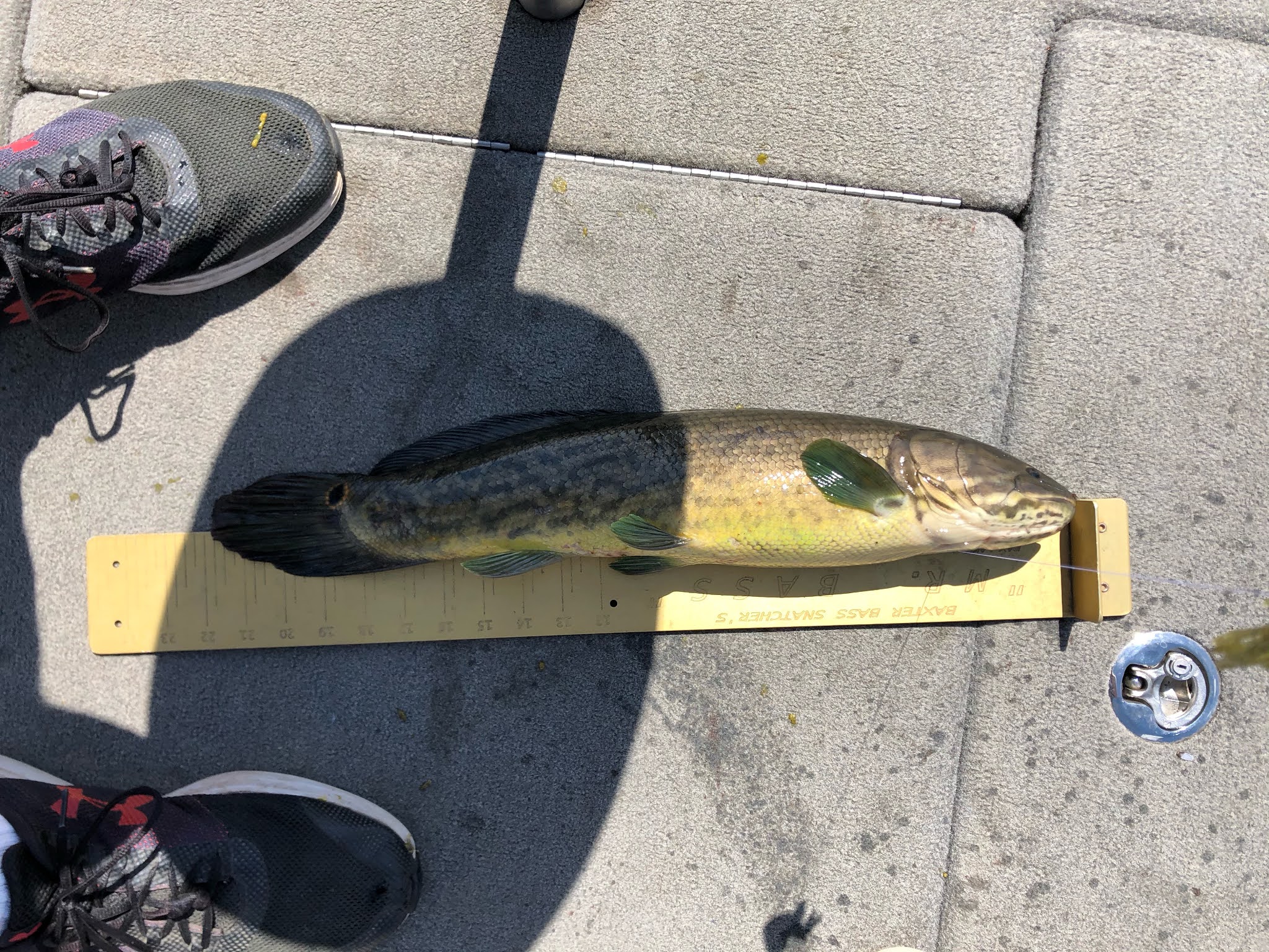 Minnesota Bowfin Club