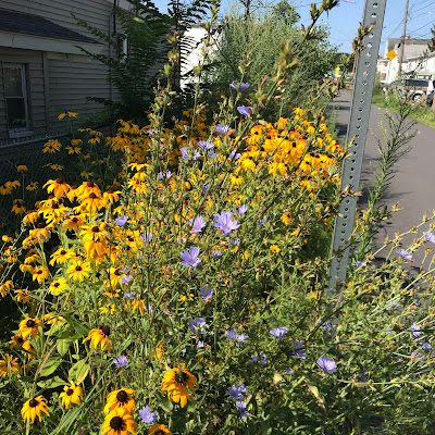 Maynard Life Outdoors and Hidden History of Maynard: Trail of Flowers ...