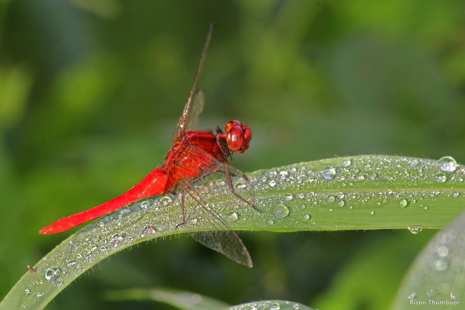 Dragonflies and Damselflies Of Kerala: Rufous Marsh Glider (Rhodothemis ...