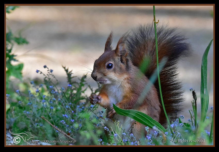 WILDLIFE GATEWAY: Ecureuils roux du printemps