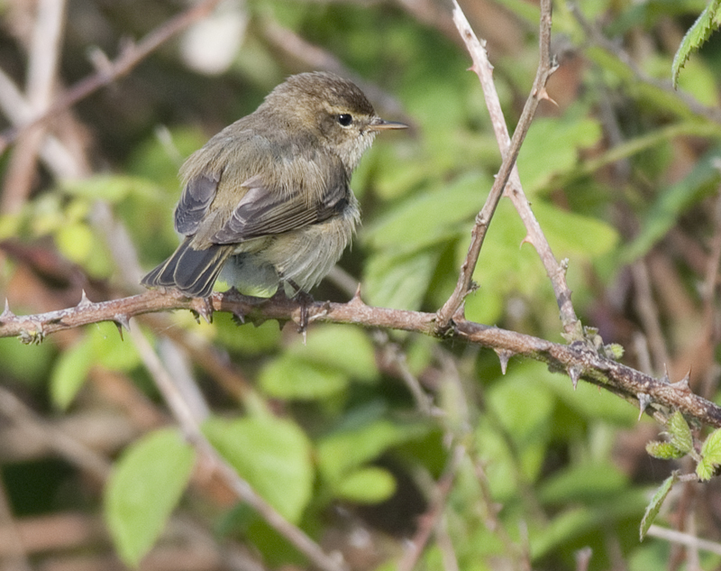 Chiff Chaff or Garden Warbler? - Big Garden Birdwatch - Big Garden ...