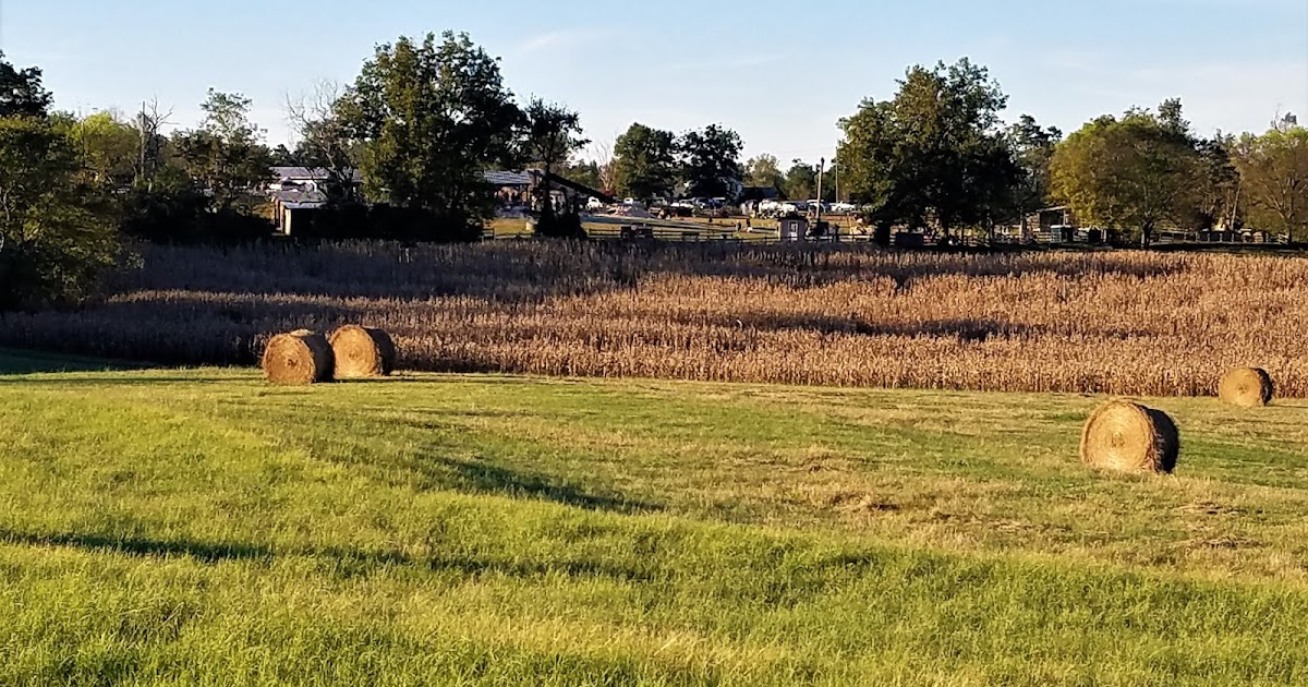 Another Mile Another Destination Blog: Steed’s Dairy Farm and The Corn ...