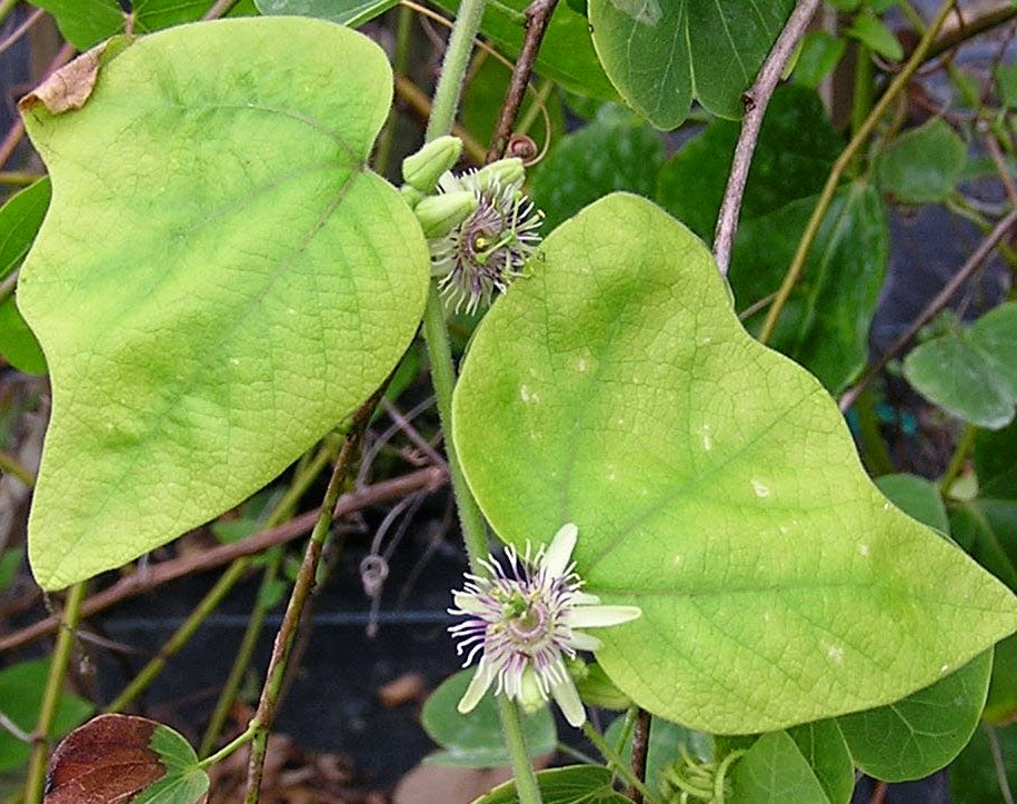 Flora de Puerto Rico Ilustrada Papo Vives: PASSIFLORACEAE PASSIFLORA ...