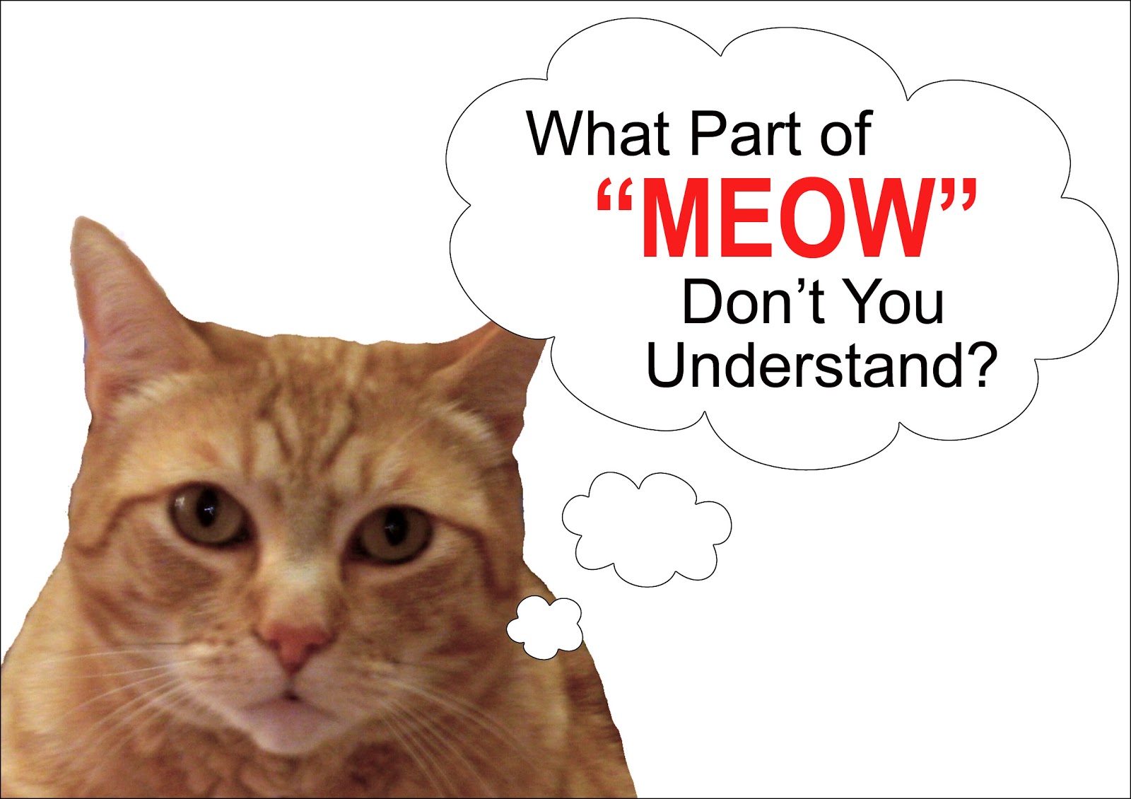 The Very Best Cats: New Designs At Meow Meow Bow Wow Gifts