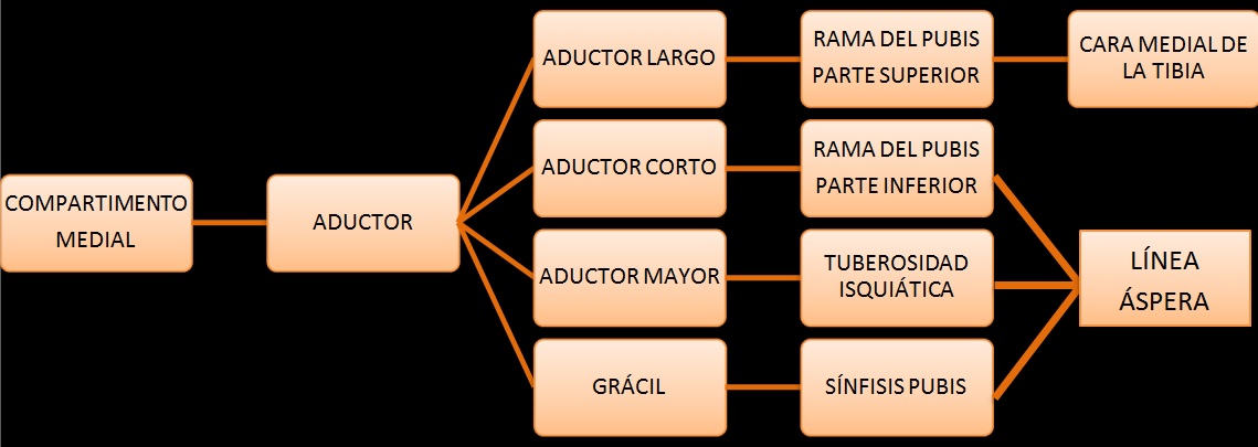 LABORATORIO DE IMÁGENES: Clase 7 - MUSLO