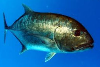 Mengenal Ikan Giant Trevally | IKAN DAN LAUT