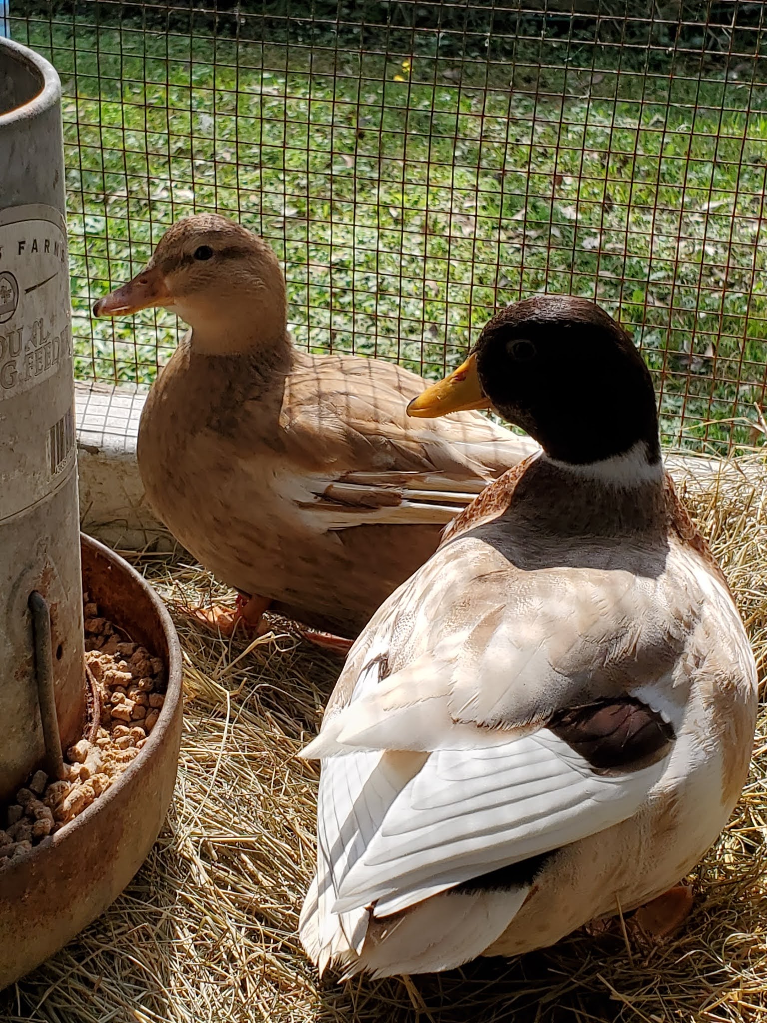 Blue Sky Country Farm: Nutmeg / Nutmeg Pied (Chocolate Pied) Call ducks