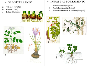 GLI ULTIMI SEGRETI : QUANDO SI RACCOLGONO LE ERBE OFFICINALI