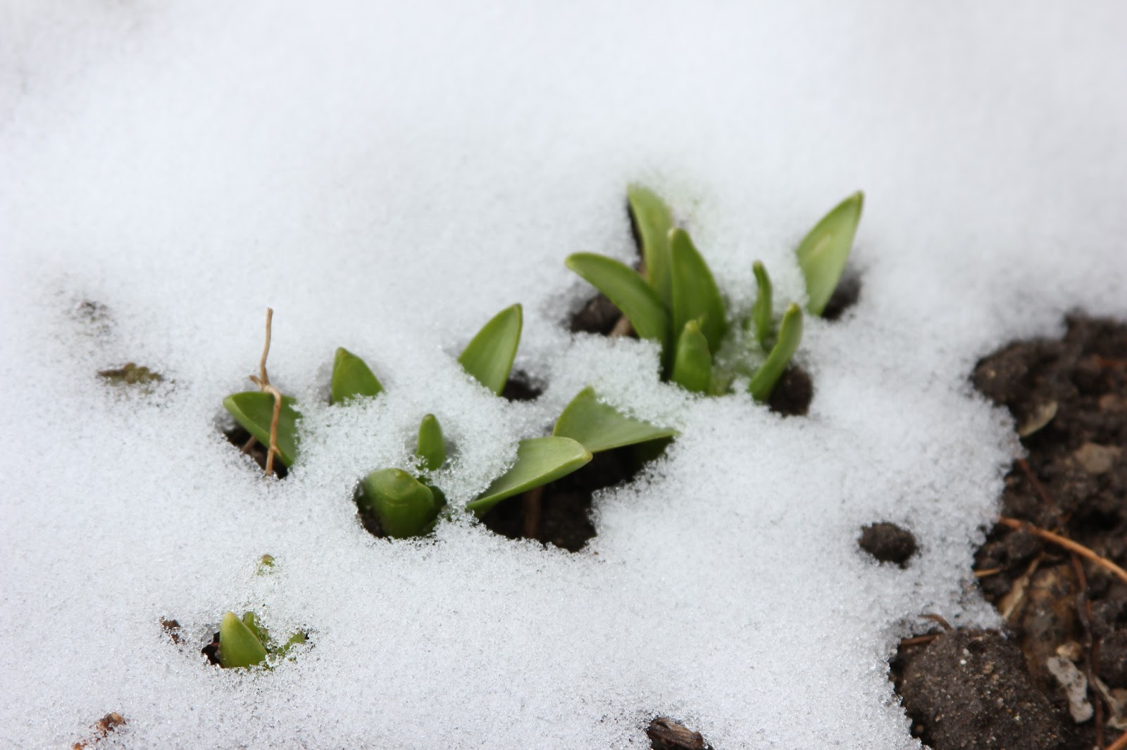 Time of Our Lives: Bulb shoots poking up through the snow!