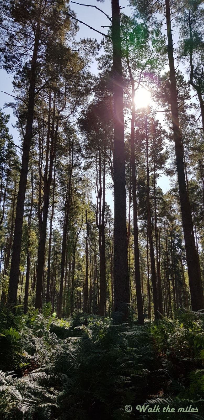 Walk the miles: Winterfold Forest