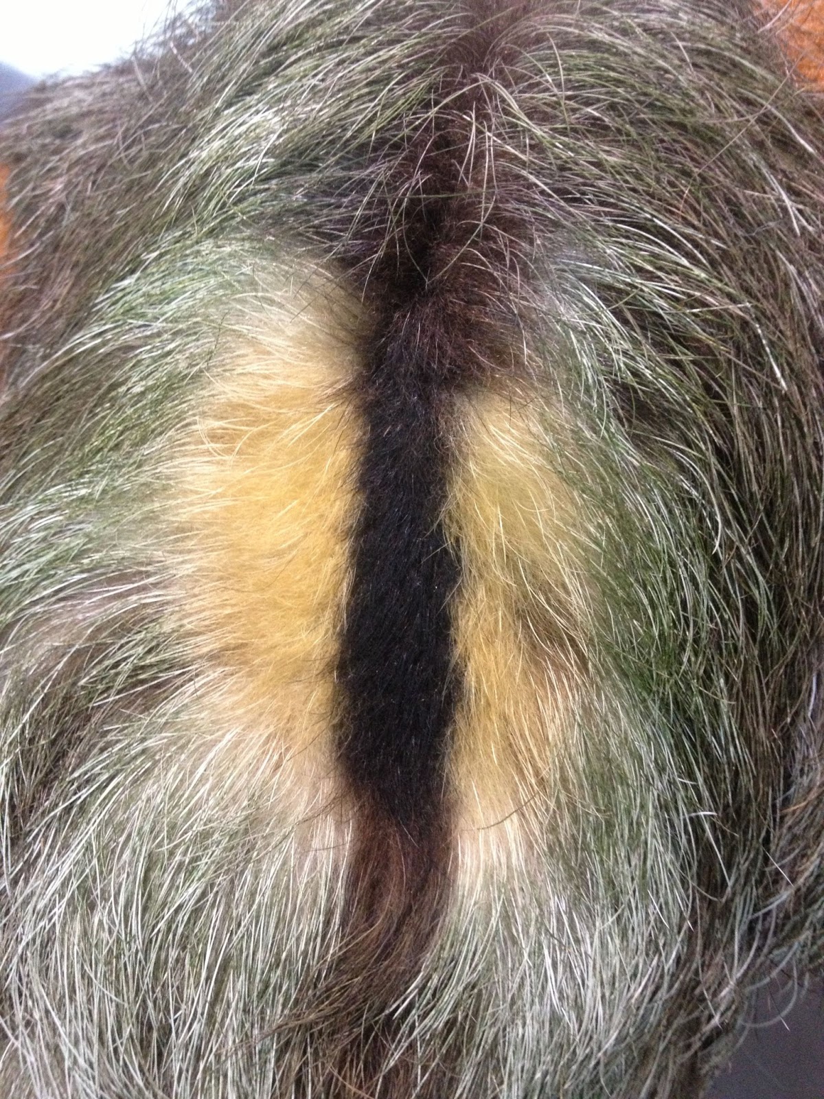 The Sloth Sanctuary of Costa Rica - Sloth Blog : The Back Patch Mystery