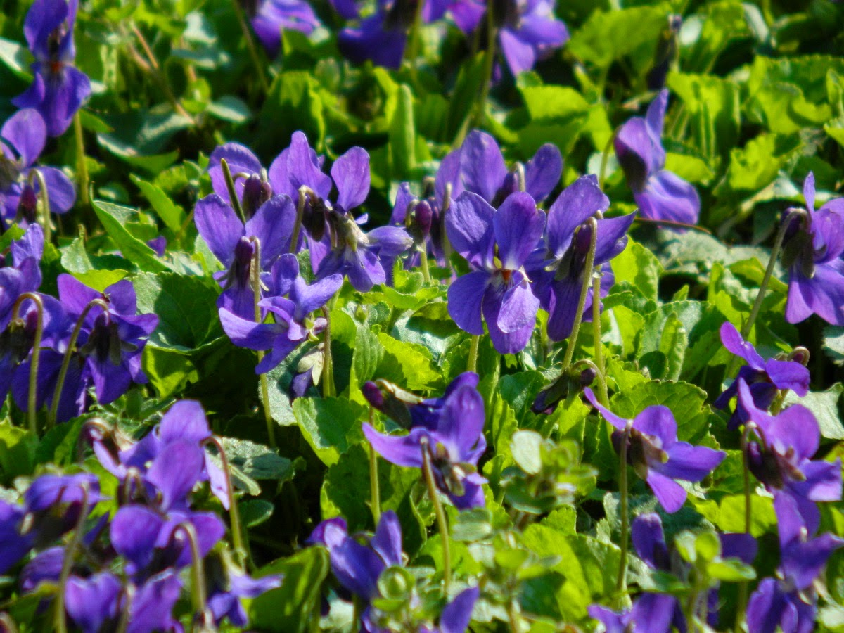 LA MULTI ANI, ROMANIA!: Toporasi