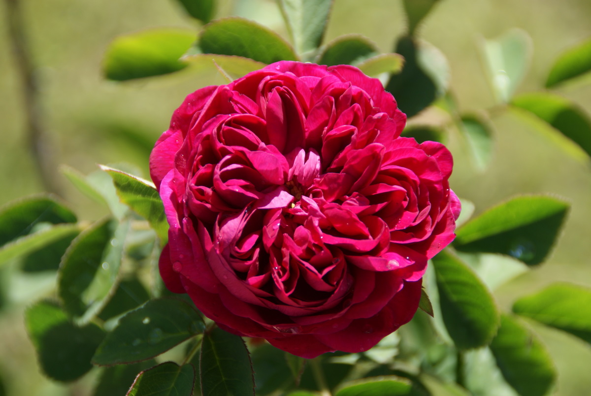Organic Garden Dreams: April Roses