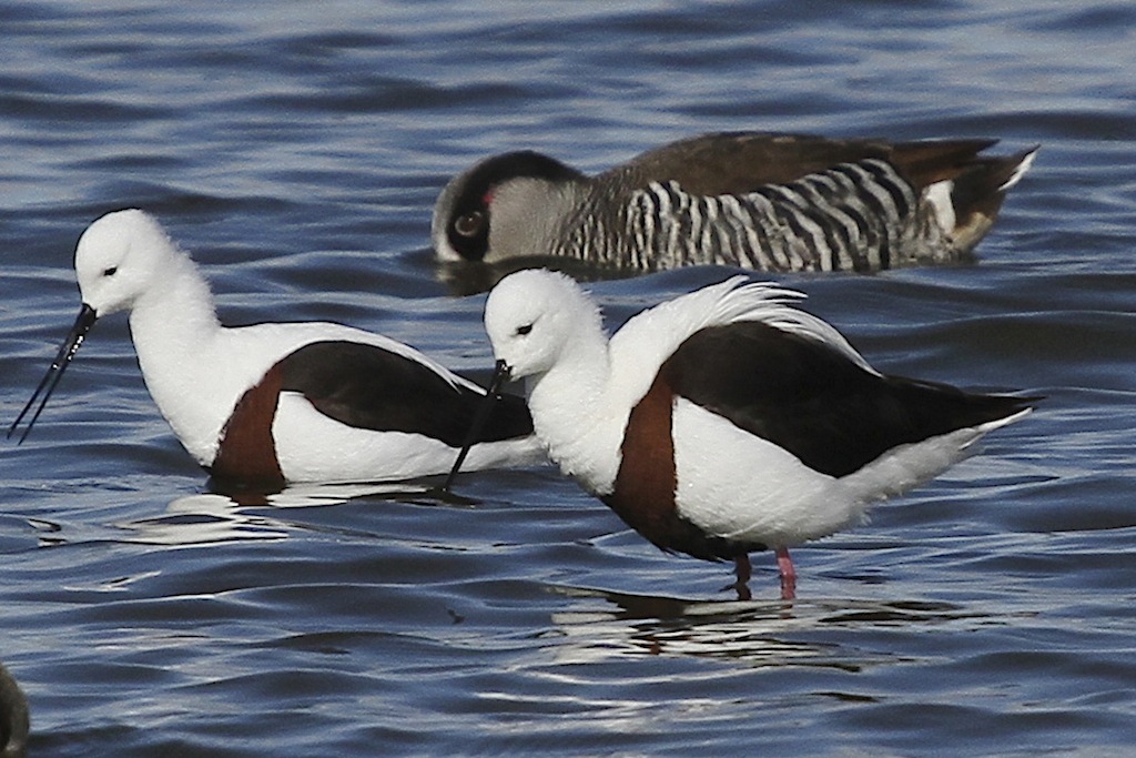 Jennifer Spry's Birding Blog: Banded Stilt Courtship Plumage at WTP ...