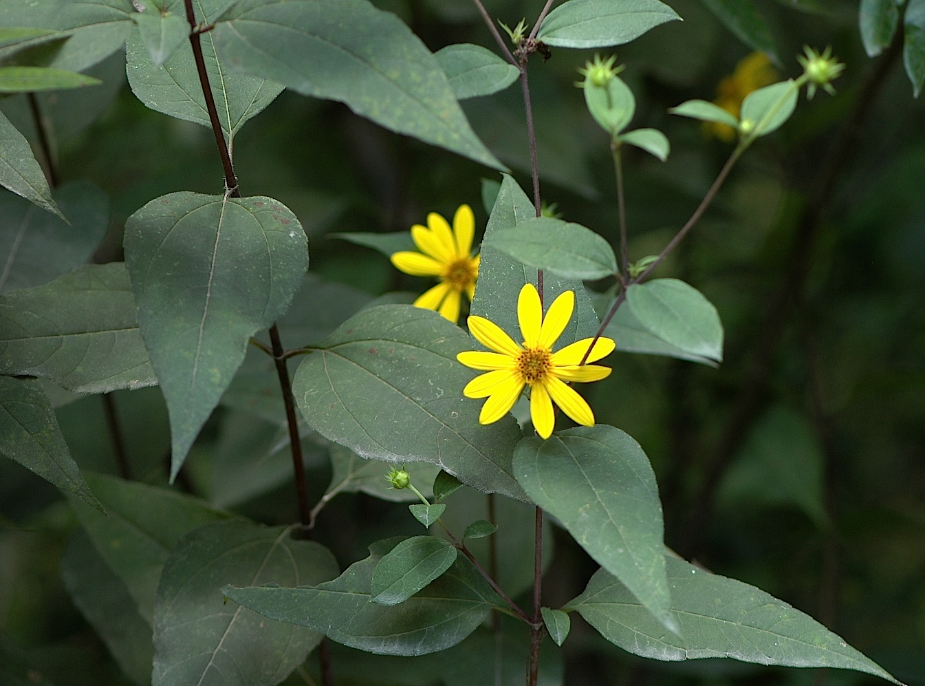Field Biology in Southeastern Ohio: Coneflowers, Sunflowers (part2)