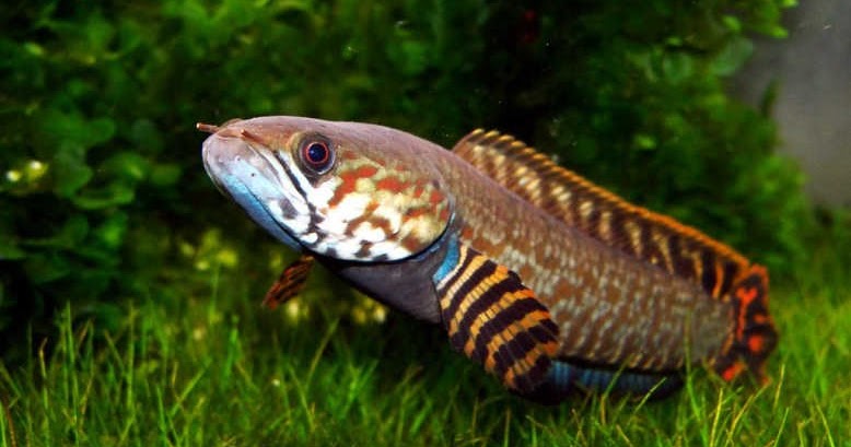 Jenis Ikan Gabus - Perumperindo.co.id