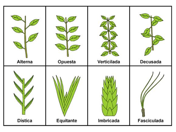 Filotaxia o Filotaxis 🌿